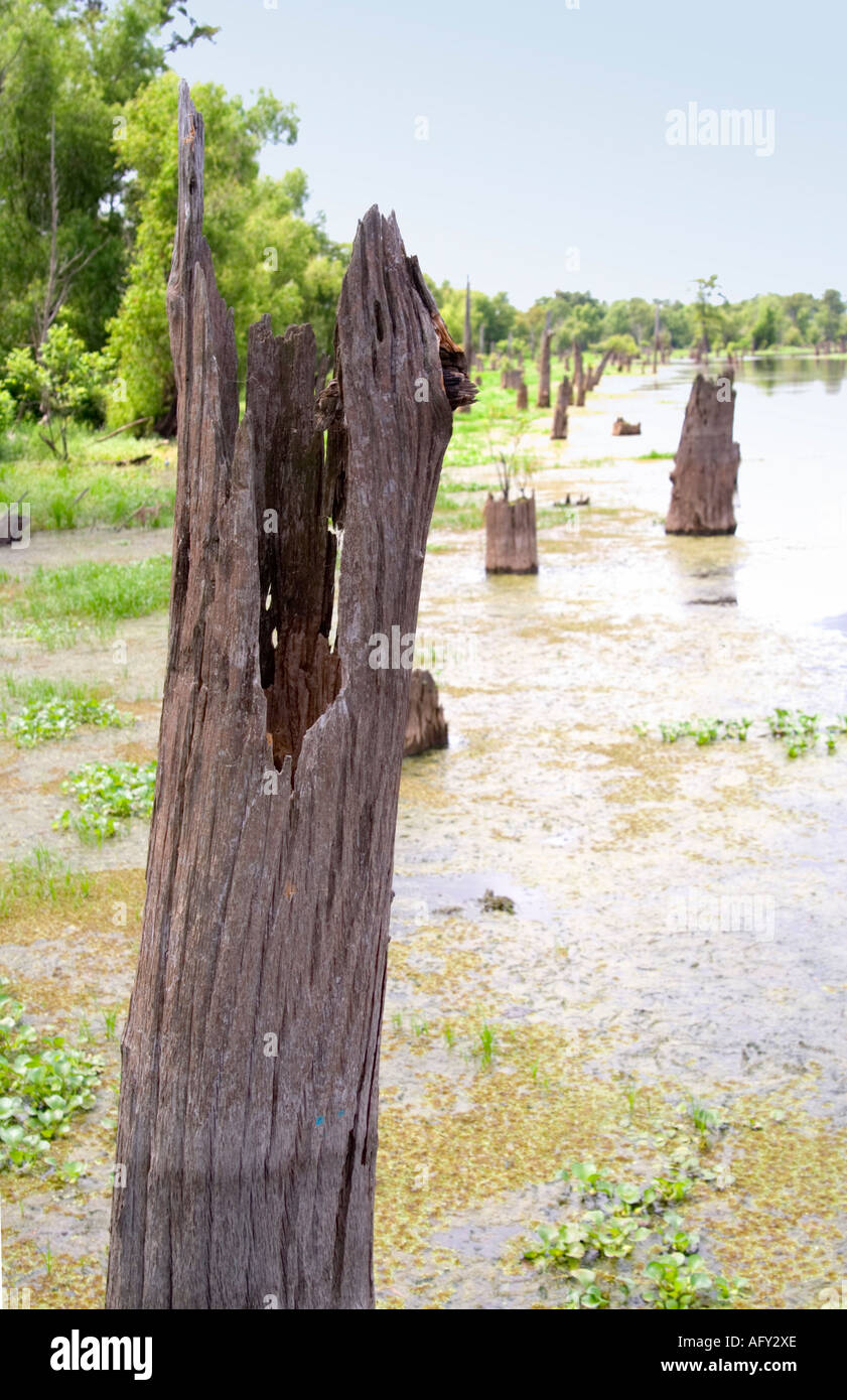 Hallow tree trunk in swamp used as wood duck nest Stock Photo - Alamy