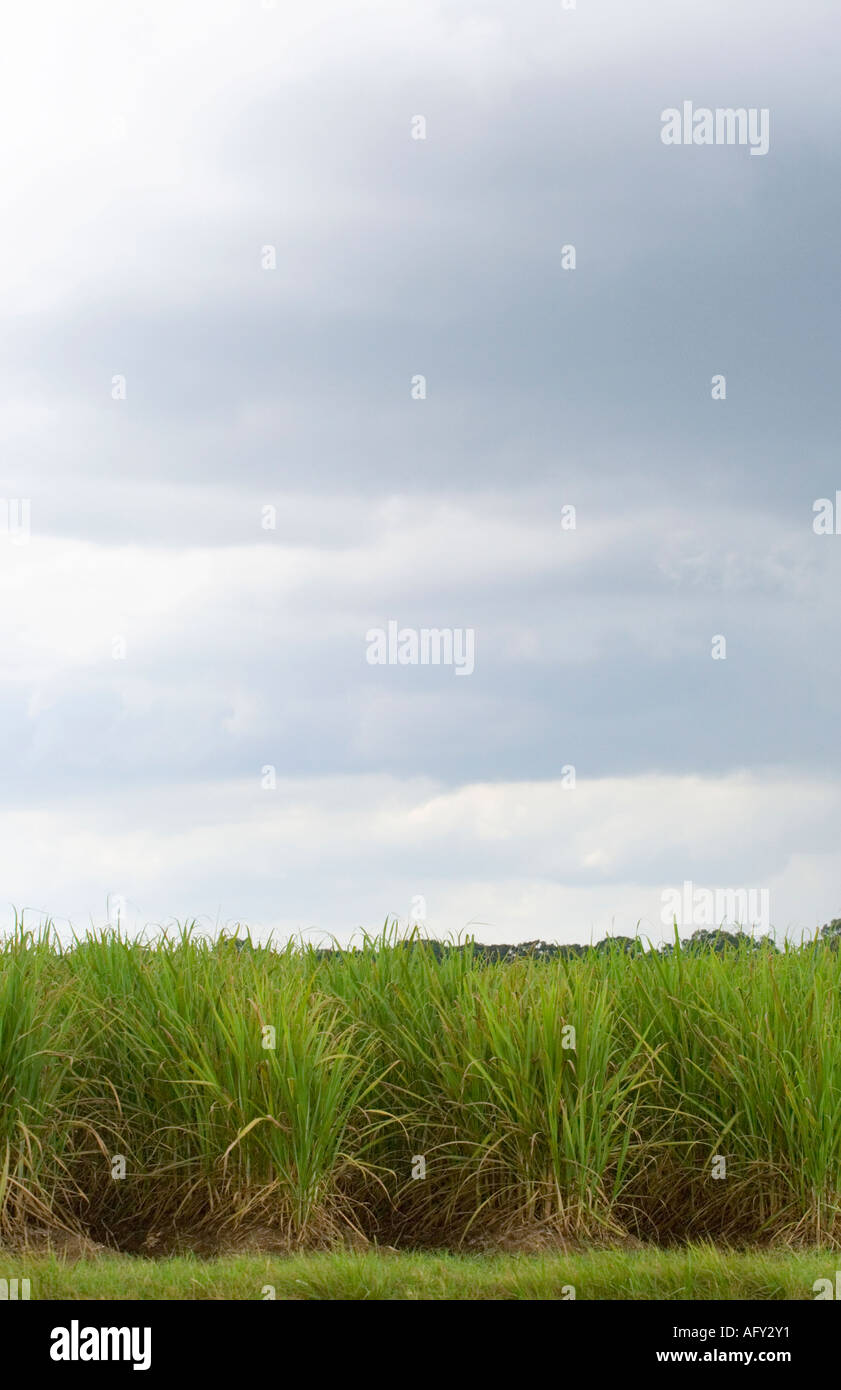 Sugar cane with rain water hi-res stock photography and images - Alamy