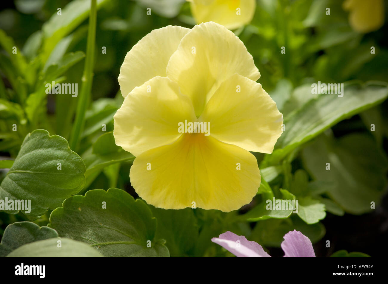 Close up of yellow pansies Stock Photo - Alamy