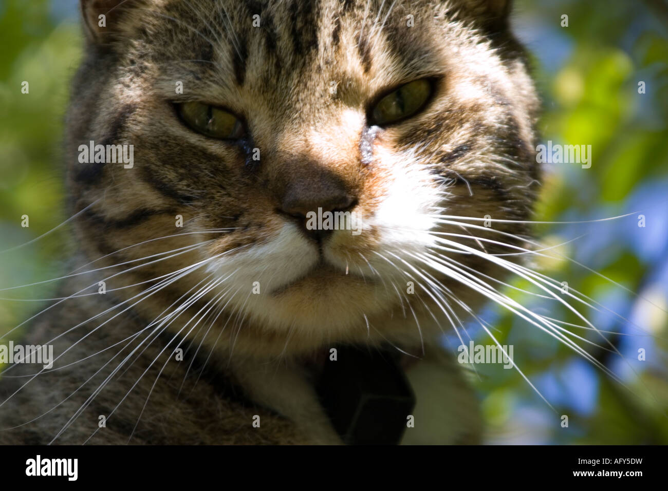 Fierce looking cat Stock Photo - Alamy