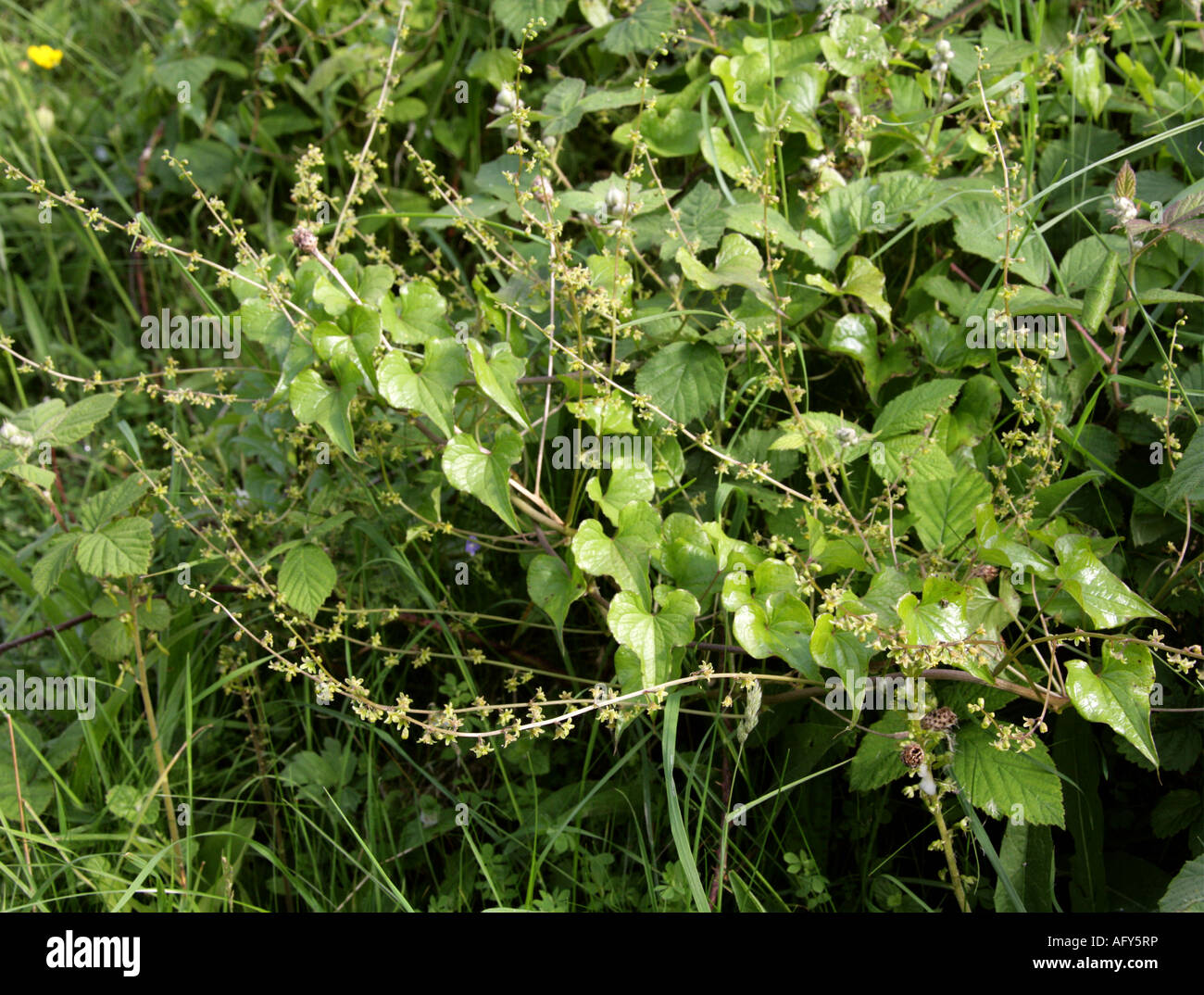 Black Bryony Tamus communis Dioscoreaceae Stock Photo - Alamy
