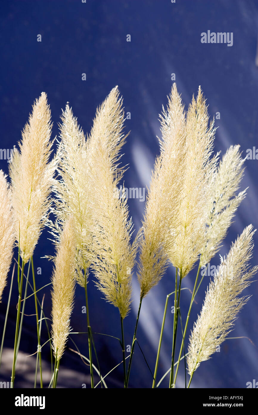 Tall ornamental grasses feathery plumes hi-res stock photography and ...