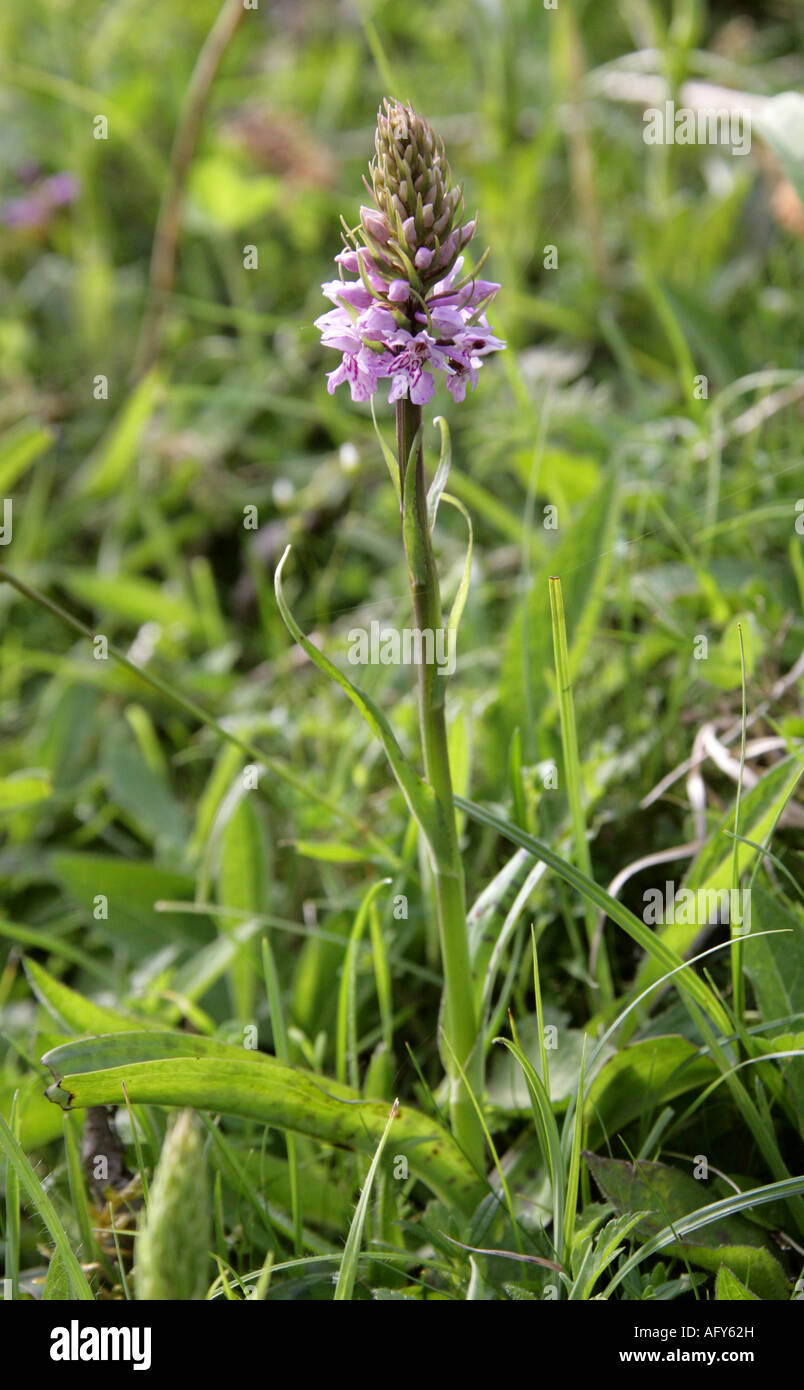Common Spotted Orchid Dactylorhiza fuchsii Orchidaceae Stock Photo - Alamy