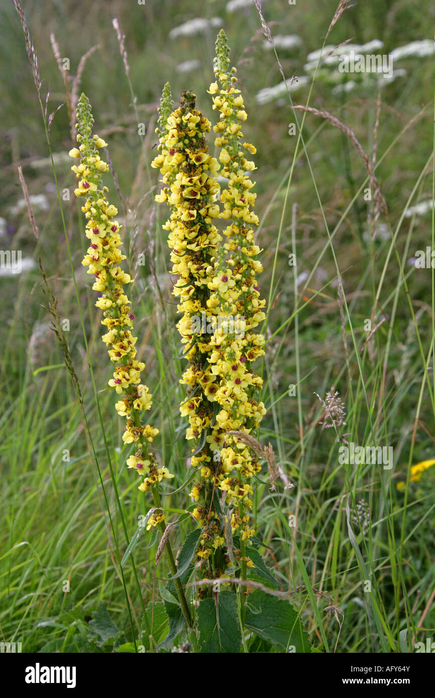 Dark Mullein Verbascum nigrum Scrophulariaceae Stock Photo - Alamy