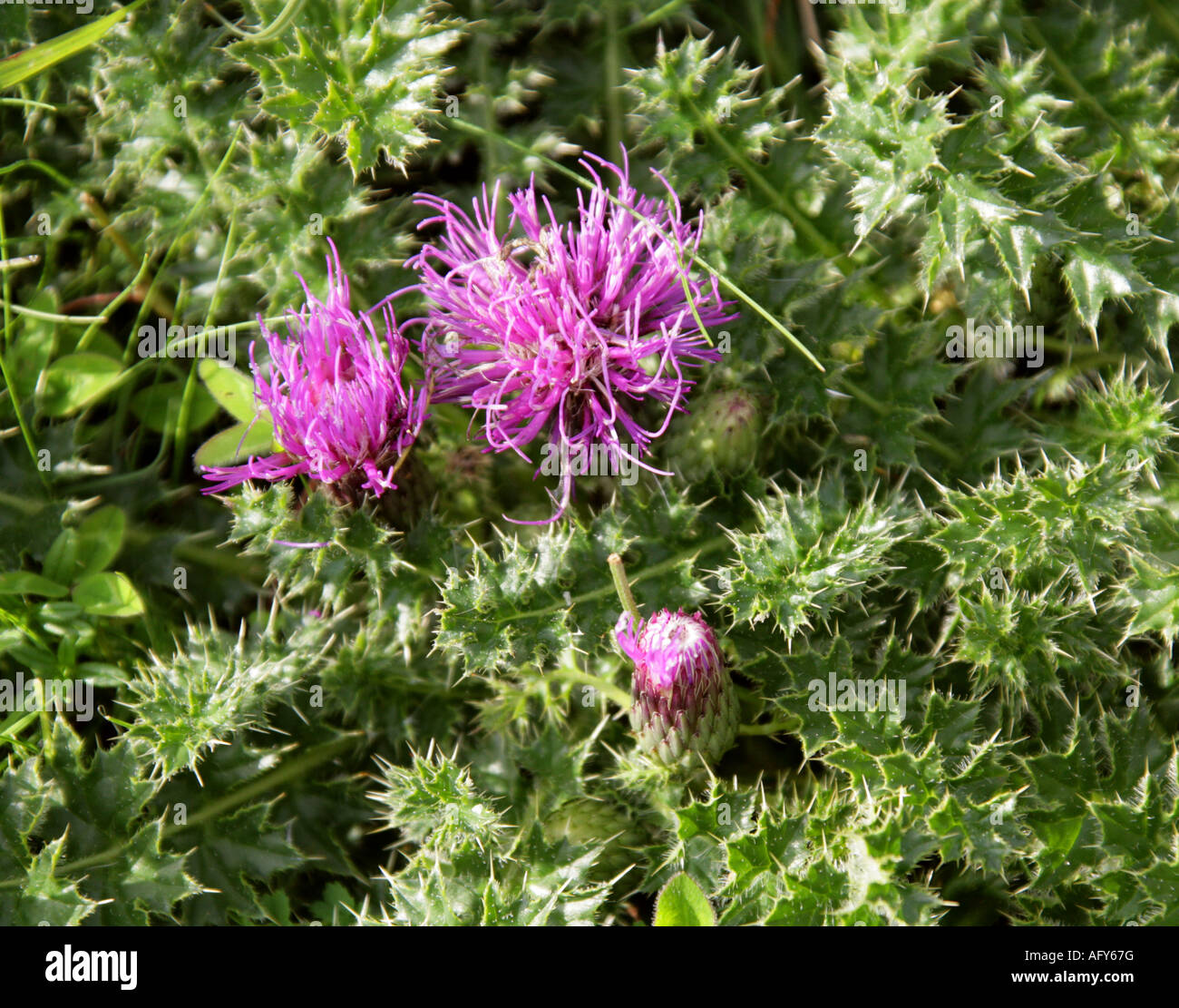 Dwarf Thistle Cirsium acaule Asteraceae Stock Photo - Alamy
