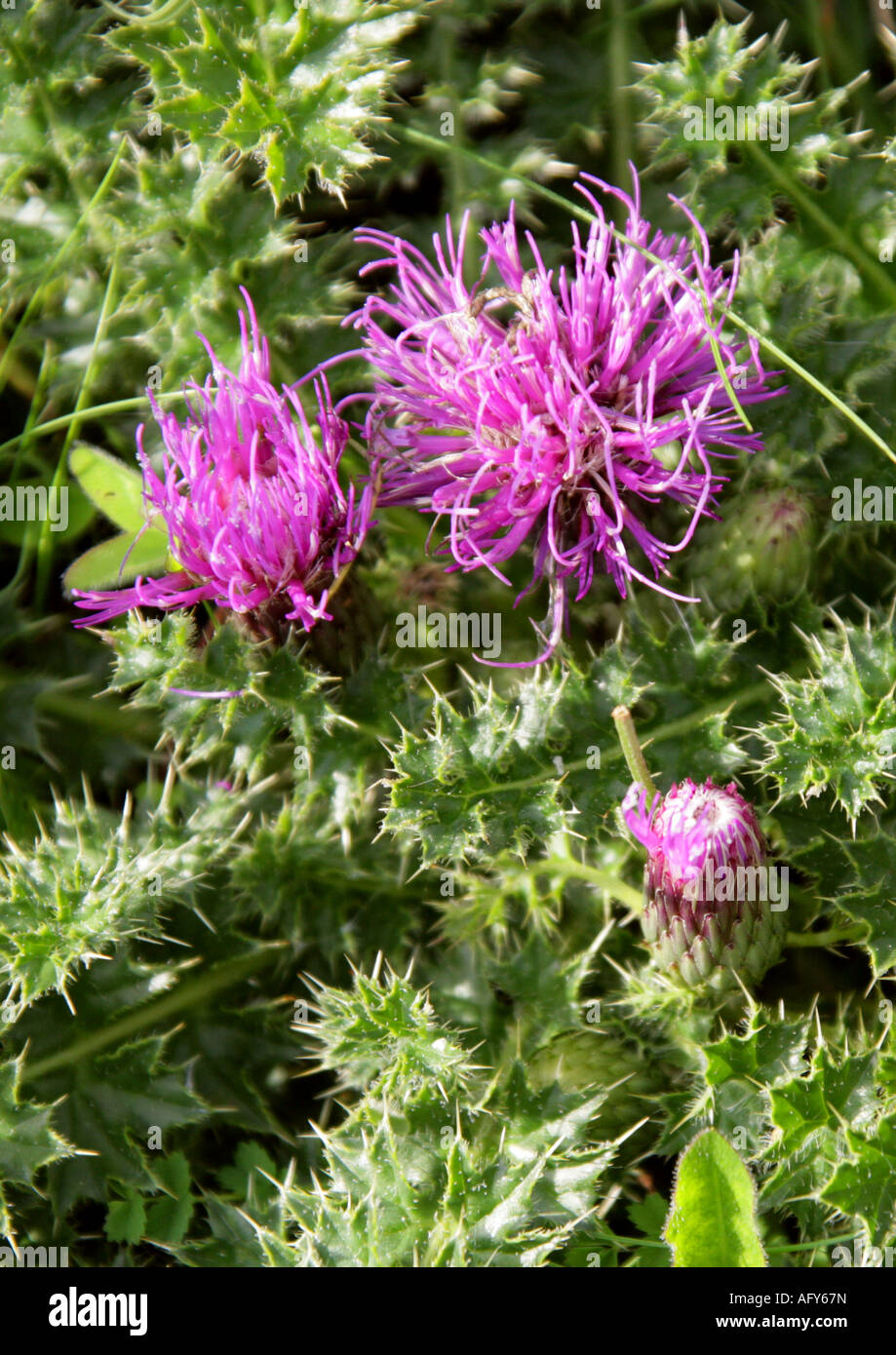 Dwarf Thistle Cirsium acaule Asteraceae Stock Photo - Alamy