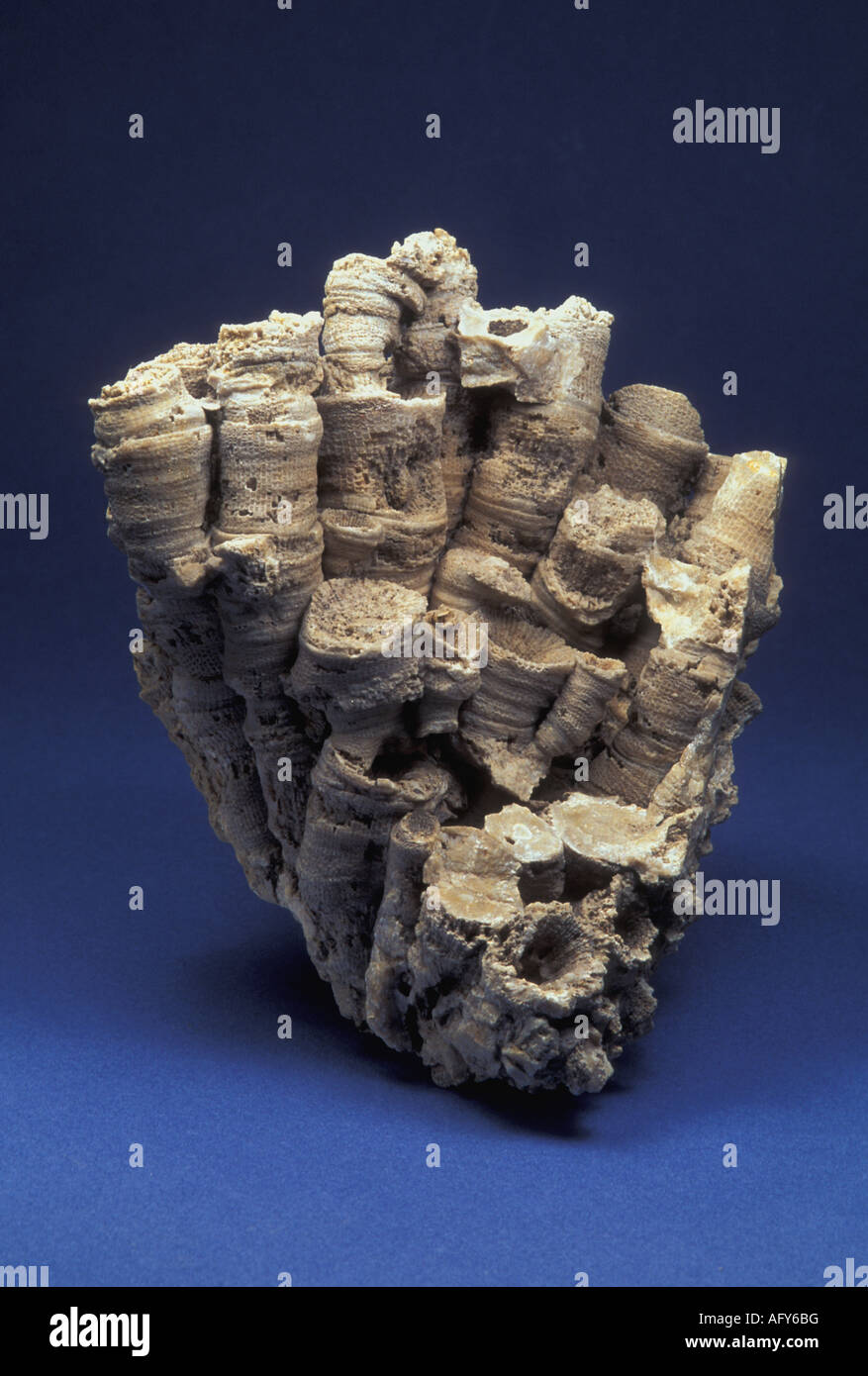 Colonial Horn Coral Fossil Eridophyllum coagulatum Stock Photo - Alamy