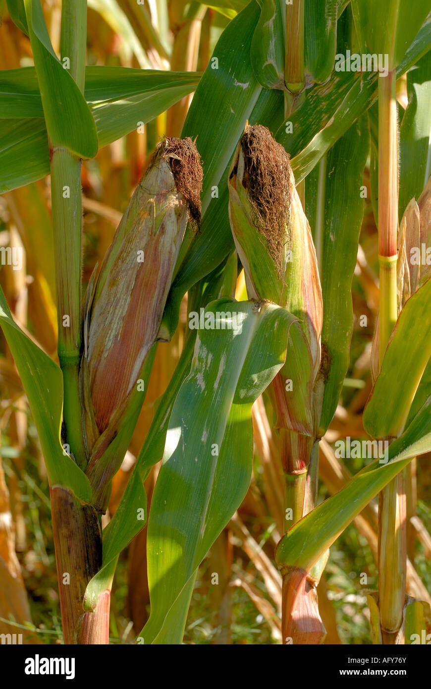 Maize (Sweet Corn), France Stock Photo - Alamy