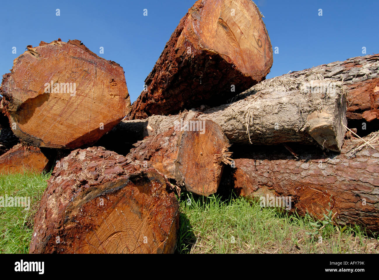 Felled tree trunks for commercial timber industry France Stock Photo ...