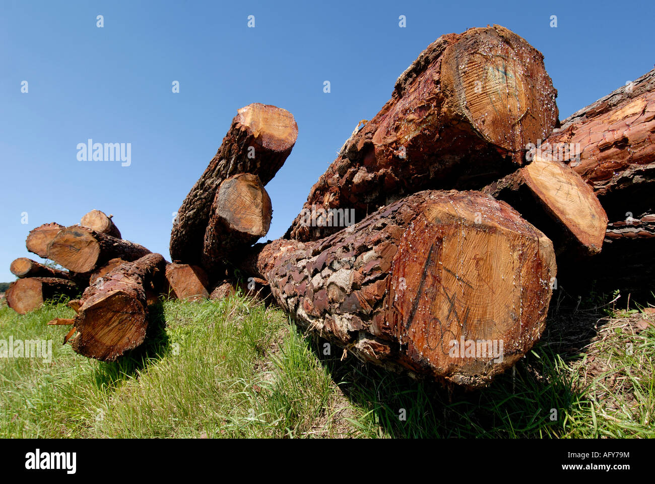 Felled tree trunks for commercial timber industry France Stock Photo ...