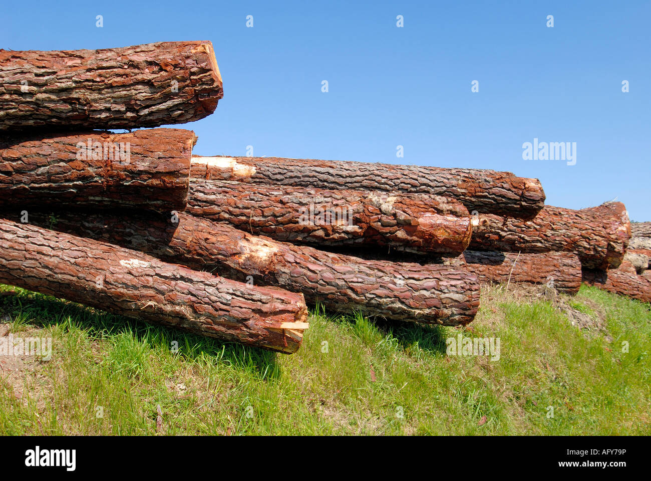 Felled tree trunks for commercial timber industry France Stock Photo ...