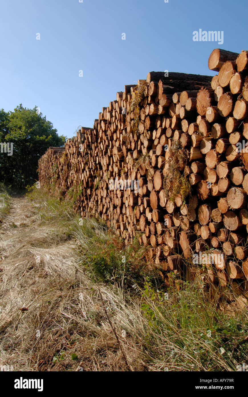 Felled tree trunks for commercial timber / pulp paper industry France ...