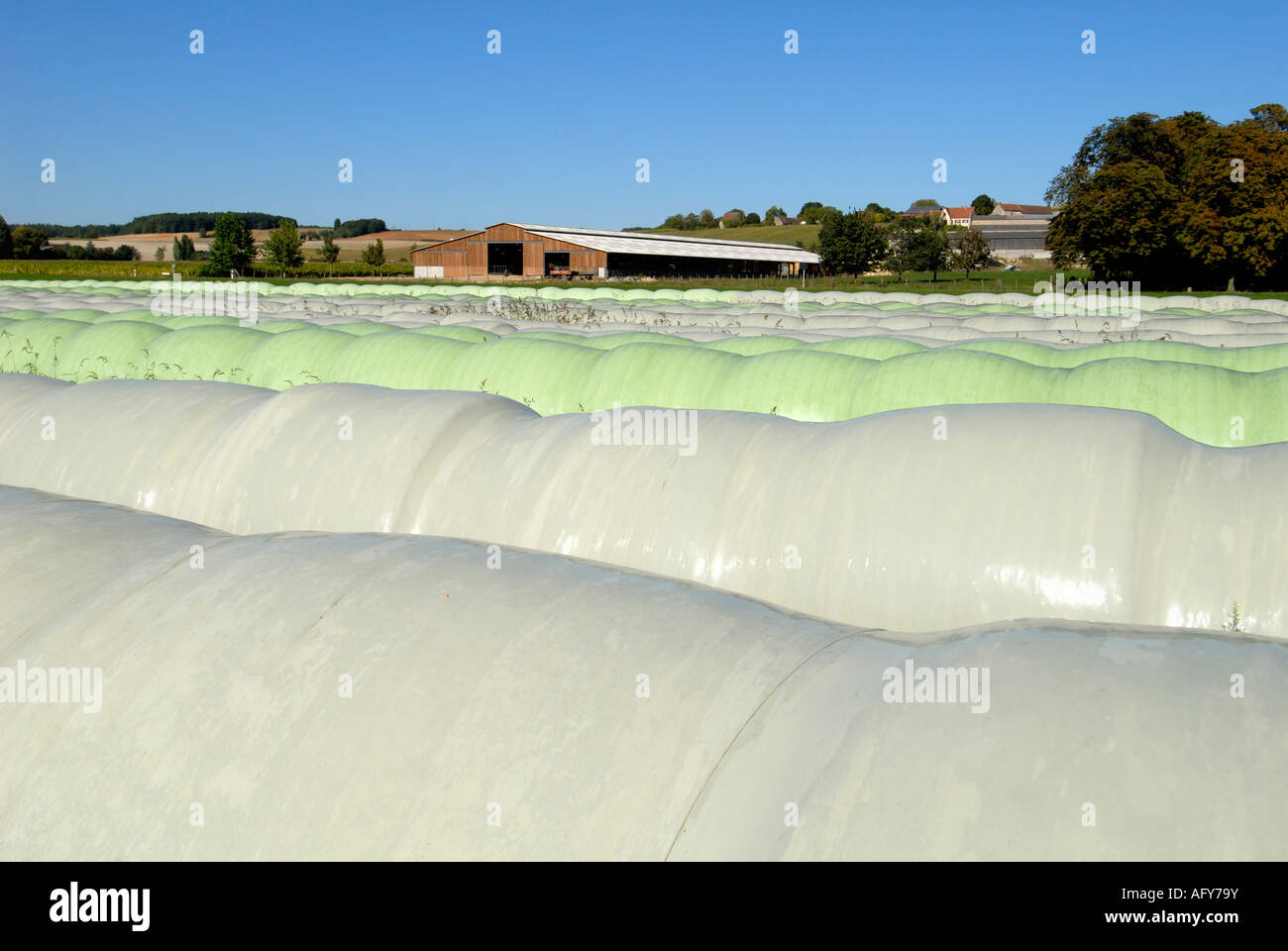 Plastic wrapped silage bales, sud-Touraine, France Stock Photo - Alamy
