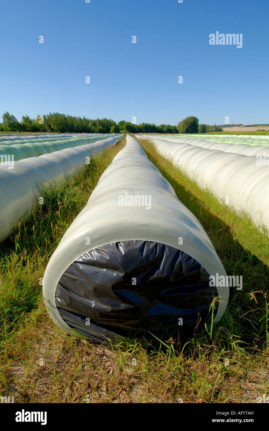 Plastic wrapped silage bales, sud-Touraine, France Stock Photo - Alamy