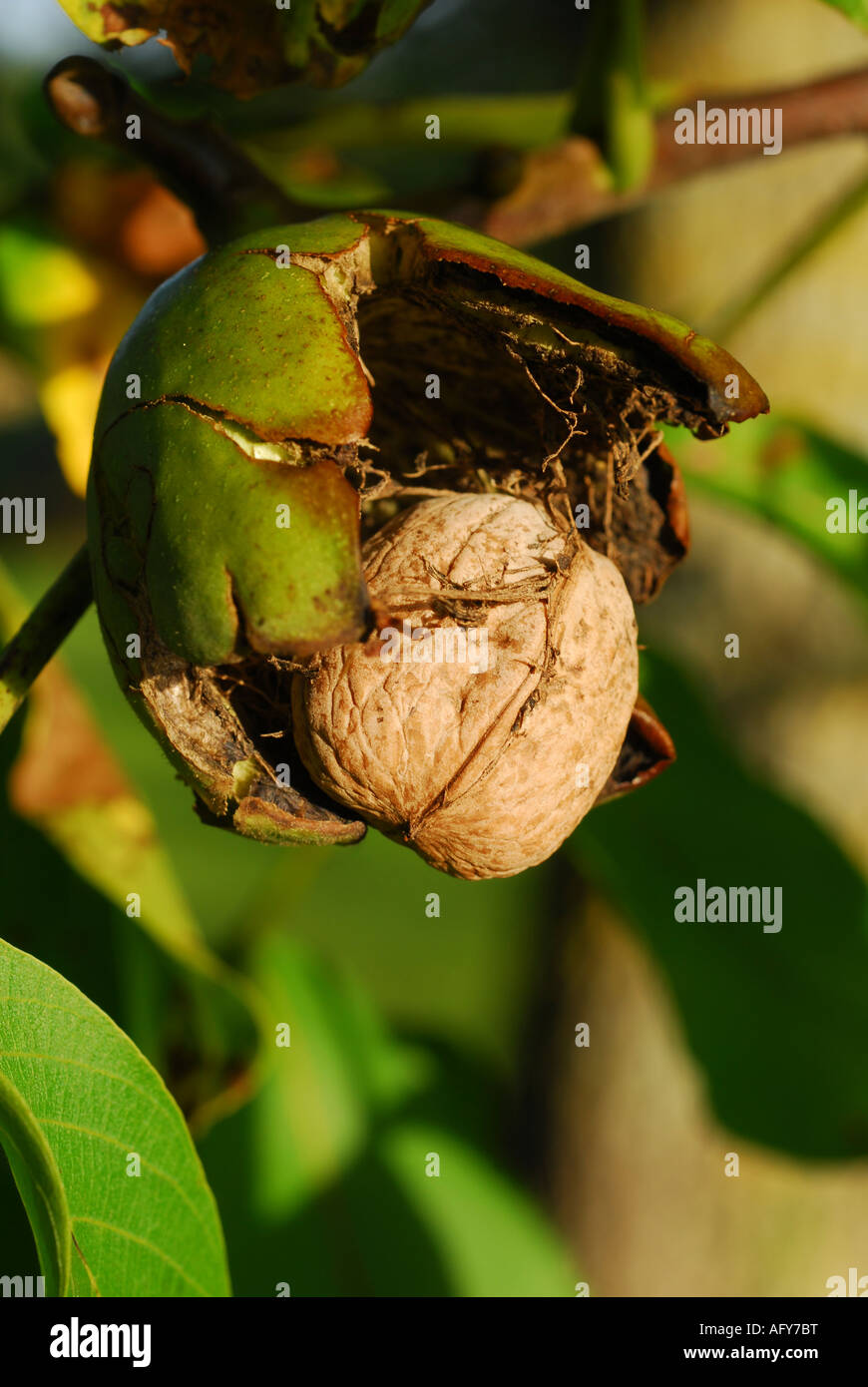 Bursting Shells High Resolution Stock Photography and Images - Alamy