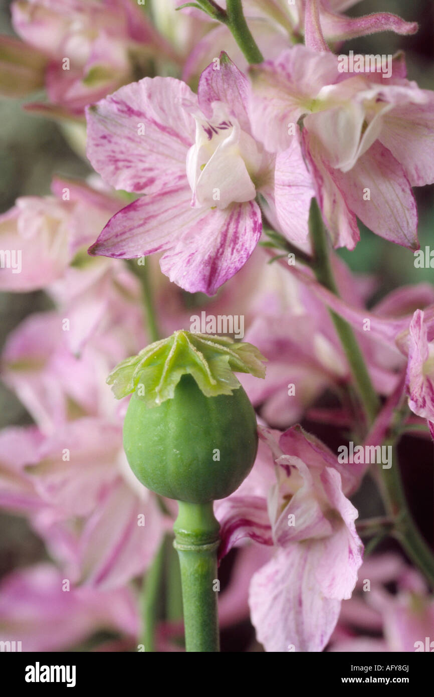 Consolida ajacis hi-res stock photography and images - Alamy