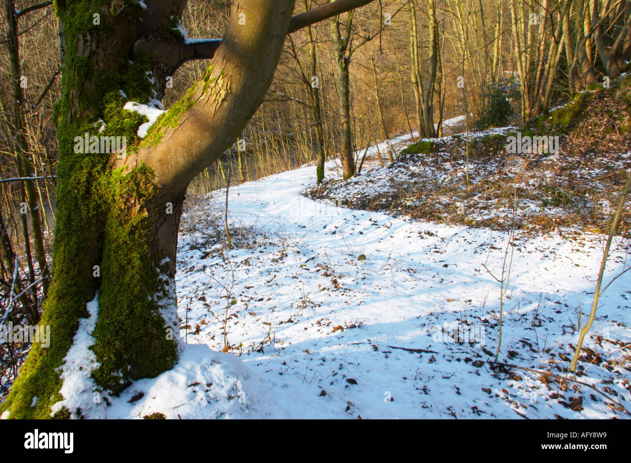 ENGLAND West Midlands Baggeridge Country Park A winter scene of a ...