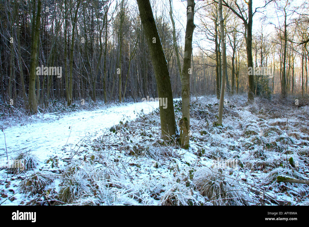 ENGLAND West Midlands Baggeridge Country Park A winter scene of a ...