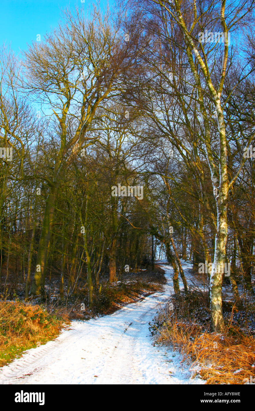Baggeridge woodland hi-res stock photography and images - Alamy