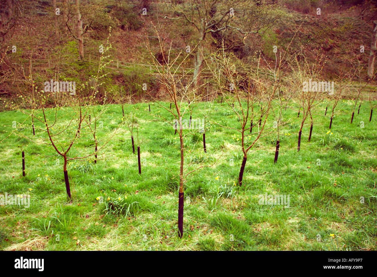 ENGLAND Northumberland holywell dene Young tree plantation in the ...