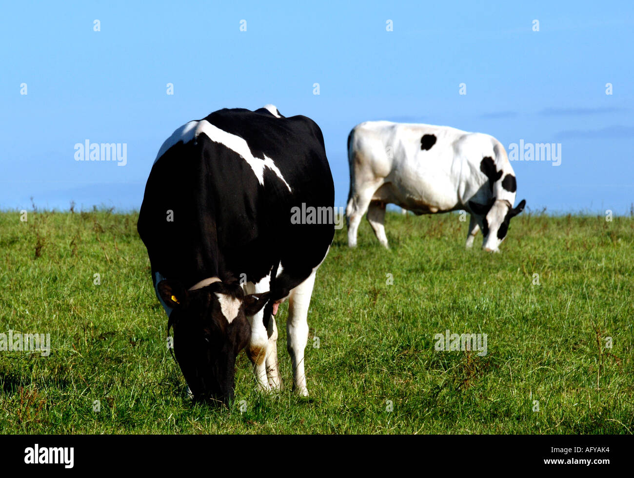 a herd of black and white Holstein Friesan dairy cows grazing in field ...