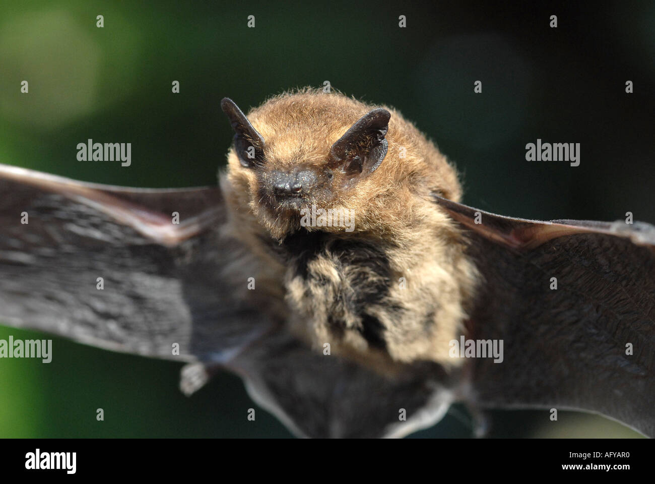 Pipistrelle bat garden hi-res stock photography and images - Alamy