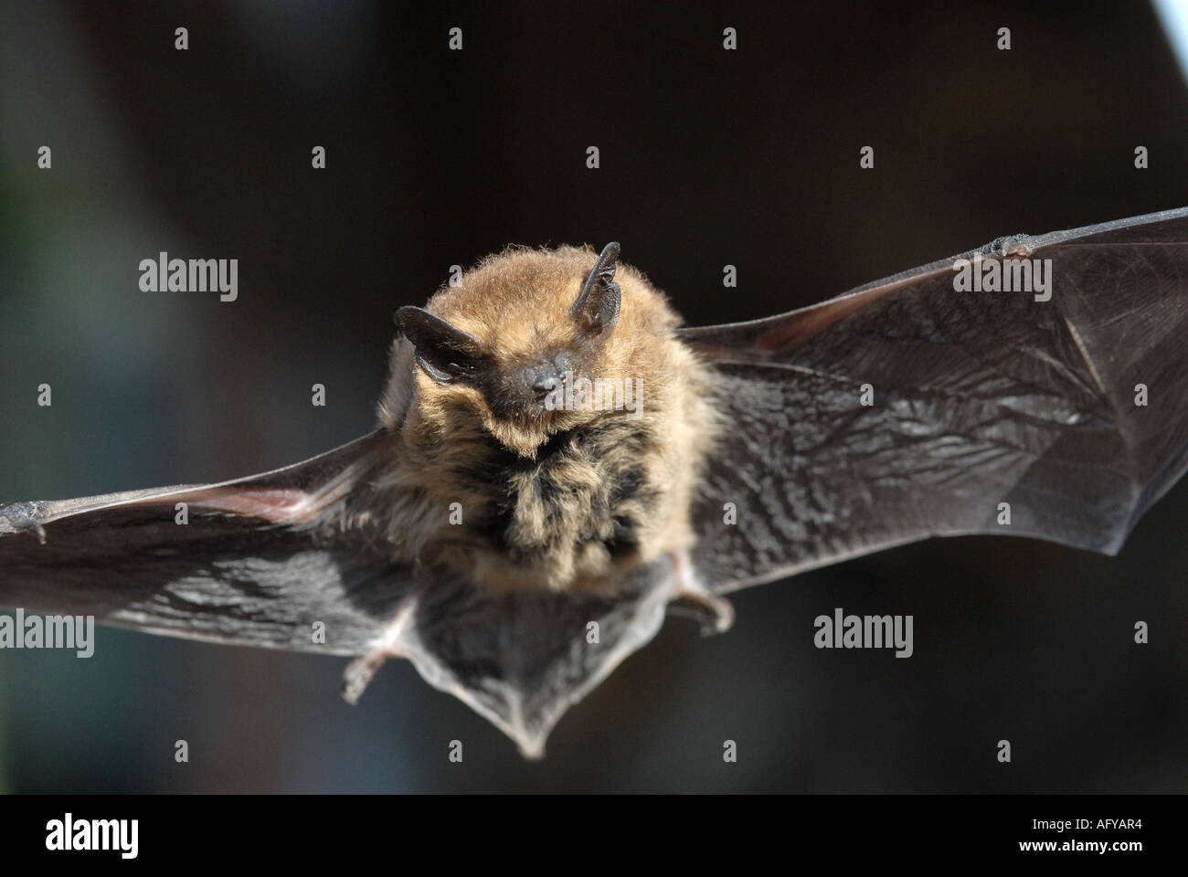 Pipistrelle bats hi-res stock photography and images - Alamy
