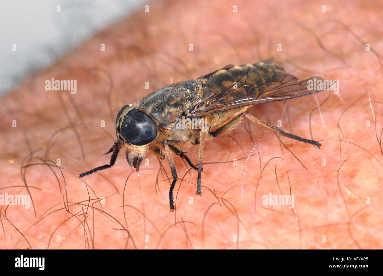 Horsefly cleg hi-res stock photography and images - Alamy