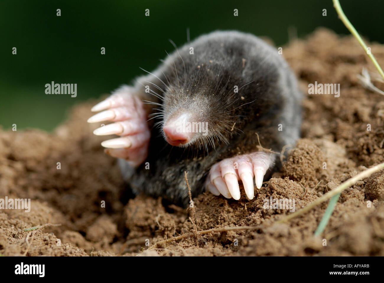 Common mole hi-res stock photography and images - Alamy