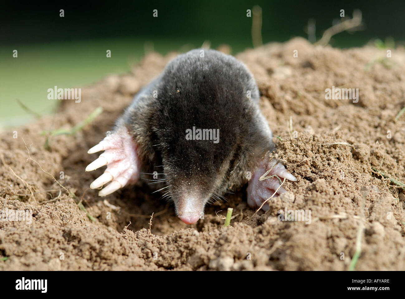 MOLE Common Mole Talpa europaea Stock Photo - Alamy