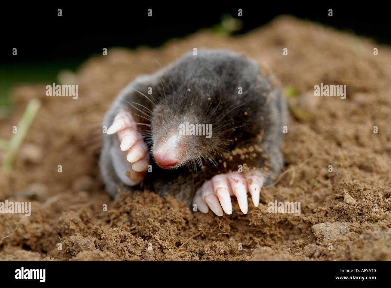 Common mole hi-res stock photography and images - Alamy