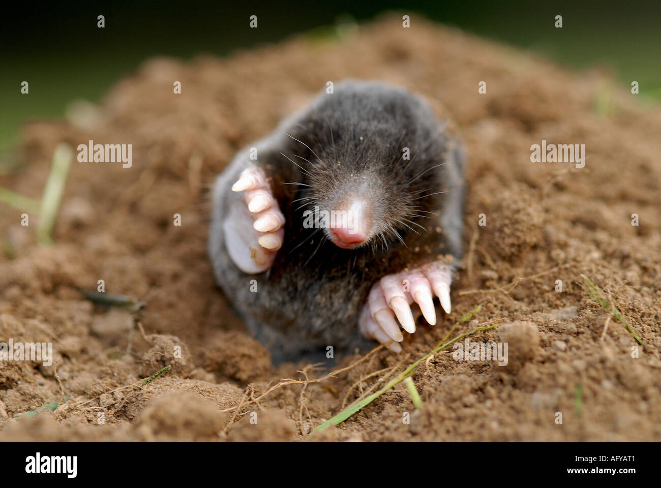Mammal mole common hi-res stock photography and images - Alamy