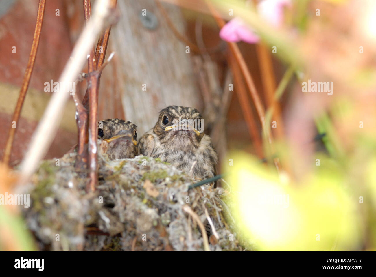 Fledglings in nest SPOTTED FLYCATCHER Muscicapa striata Stock Photo - Alamy