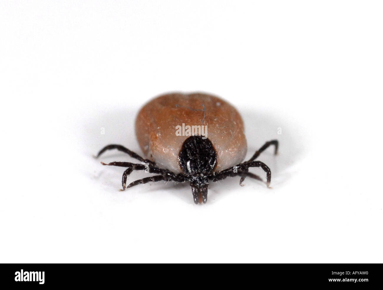 Engorged deer tick hi-res stock photography and images - Alamy