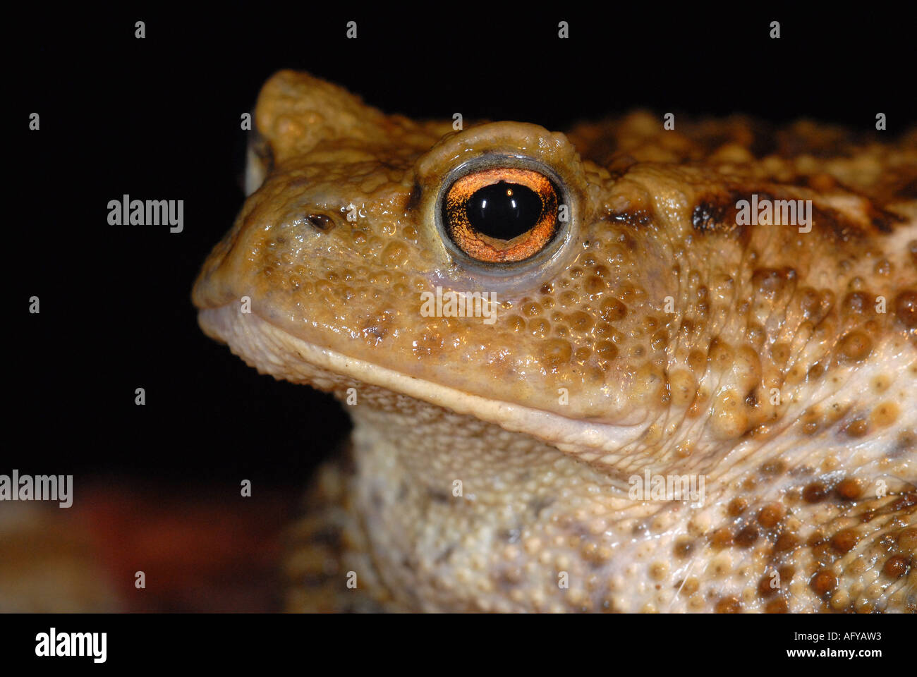 TOAD COMMON TOAD Bufo bufo Stock Photo - Alamy