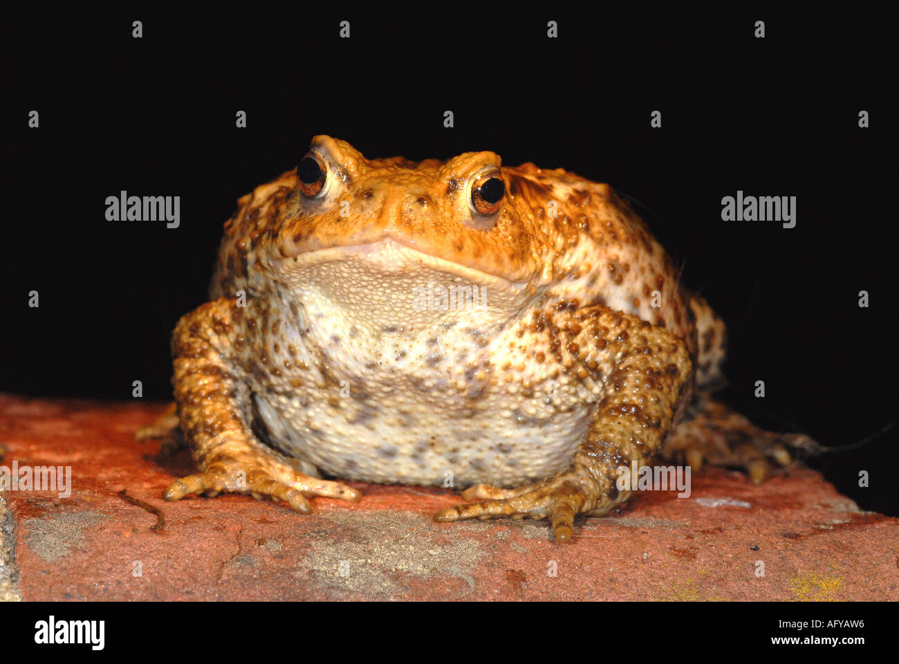 Fat toad hi-res stock photography and images - Alamy