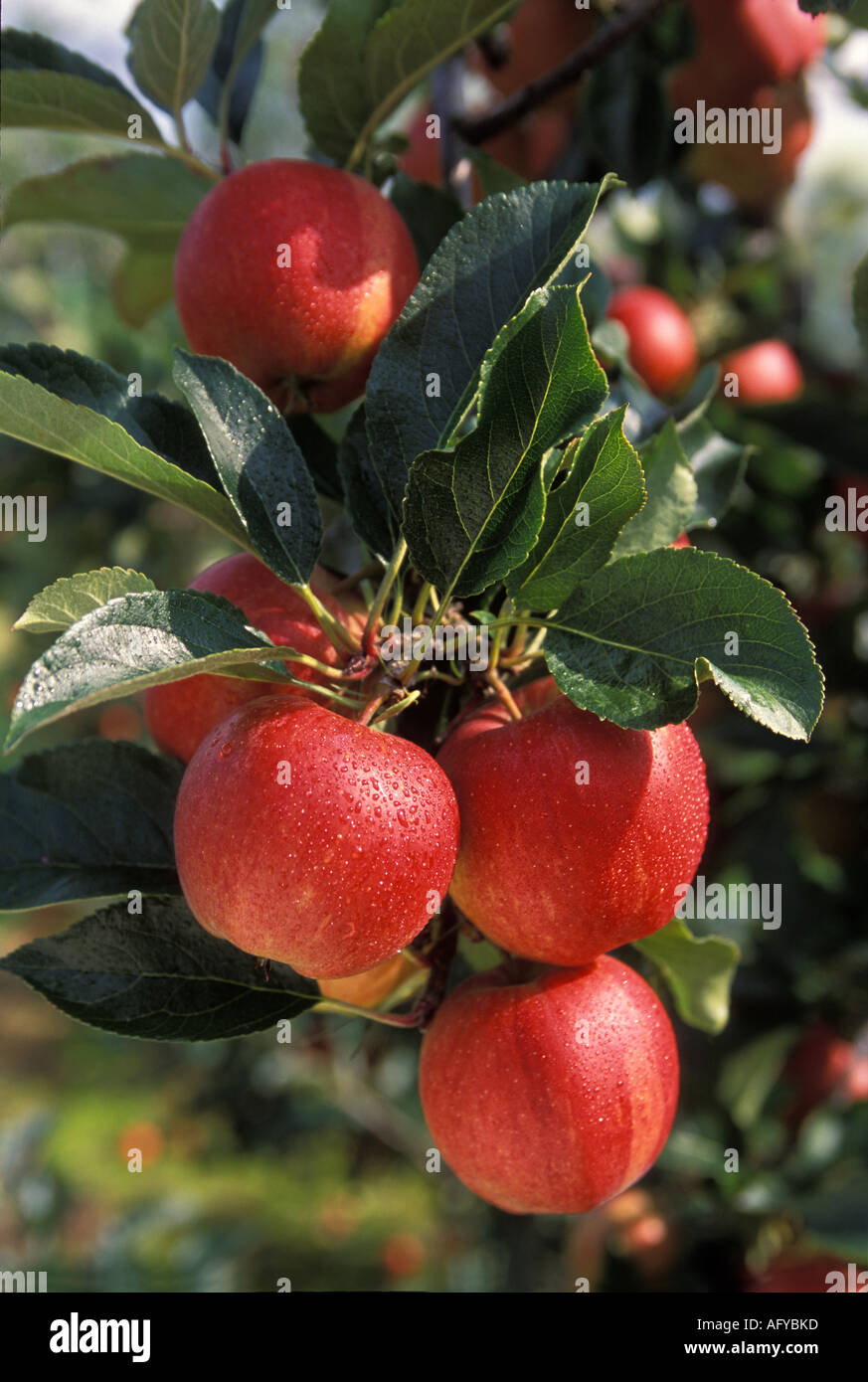 Charles ross hi-res stock photography and images - Alamy