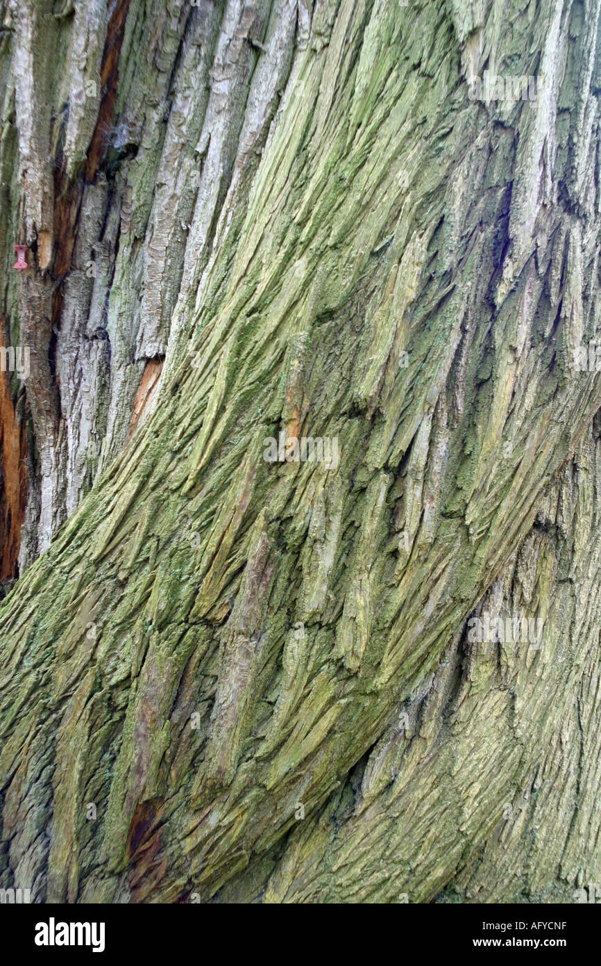 Spiral pattern tree bark hi-res stock photography and images - Alamy