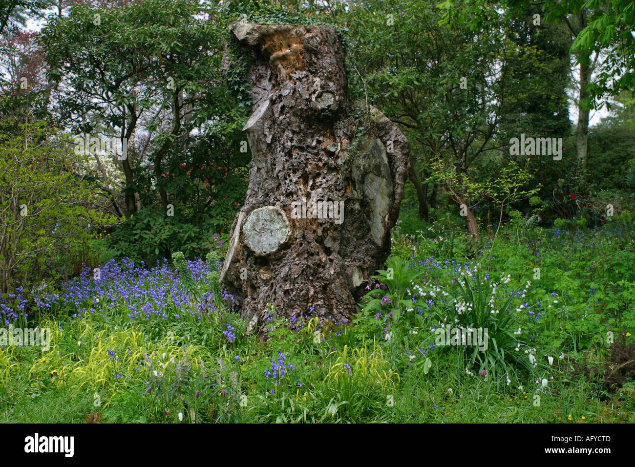 bluebells and spring flowers at the foot of a gnarled tree stump Stock ...