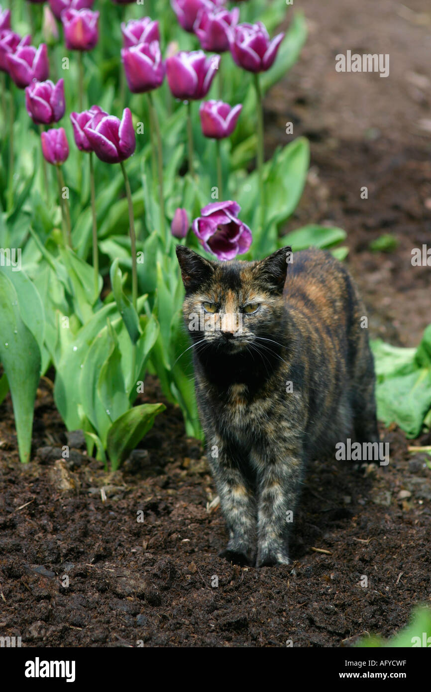 Stock Photo of a Tabby Cat With PurpleTulips Stock Photo - Alamy