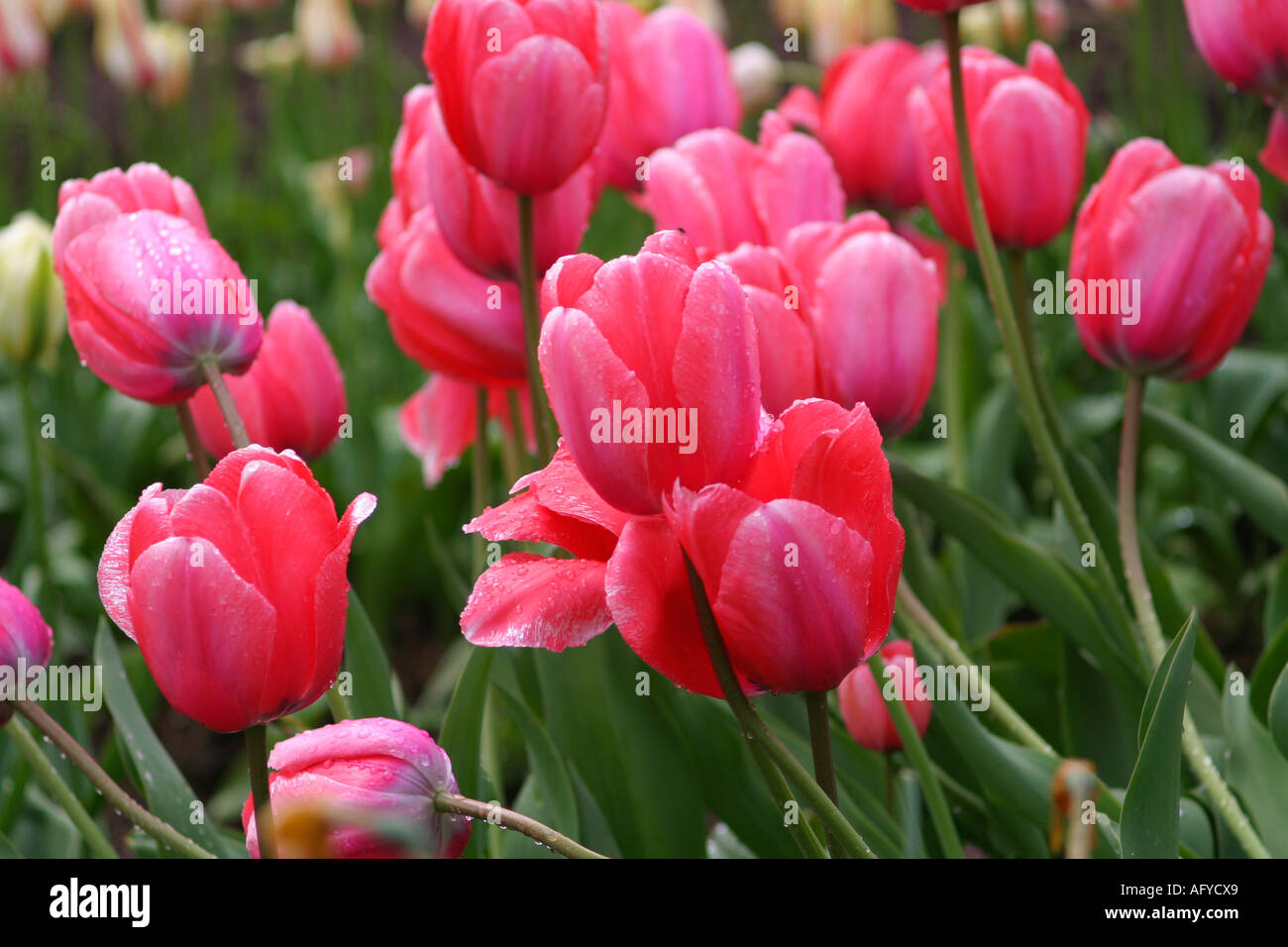 Banks of tulips hi-res stock photography and images - Alamy