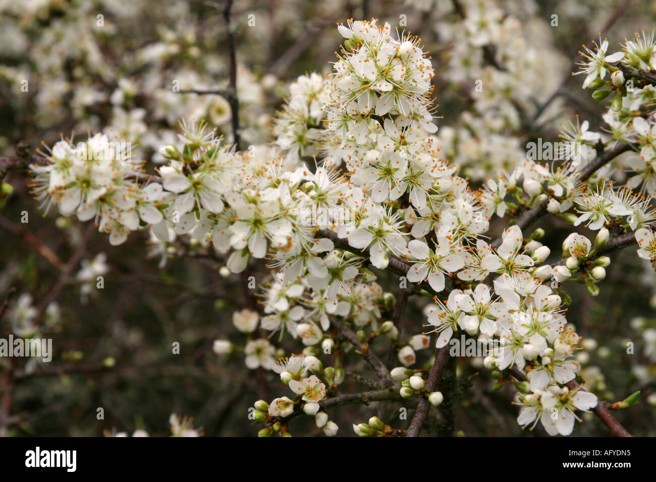 Stock Photo of Hawthorn Blossom Stock Photo - Alamy