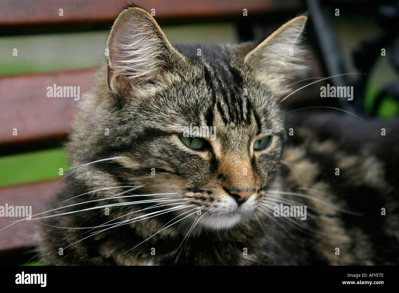 Stock Photo of a Large Tabby Cat Stock Photo - Alamy