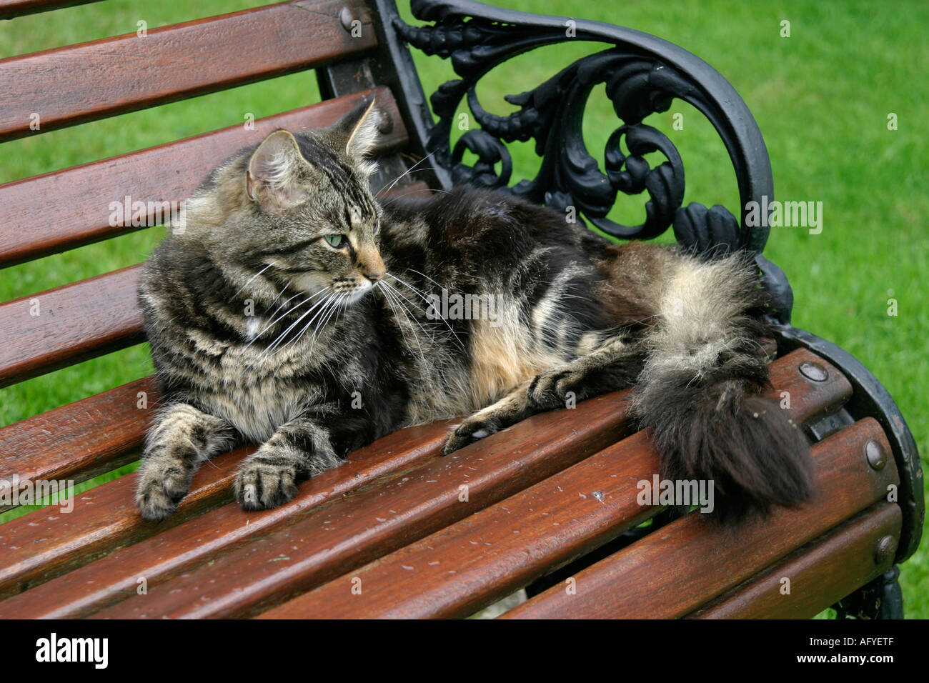 Stock Photo of a Large Tabby Cat Stock Photo - Alamy