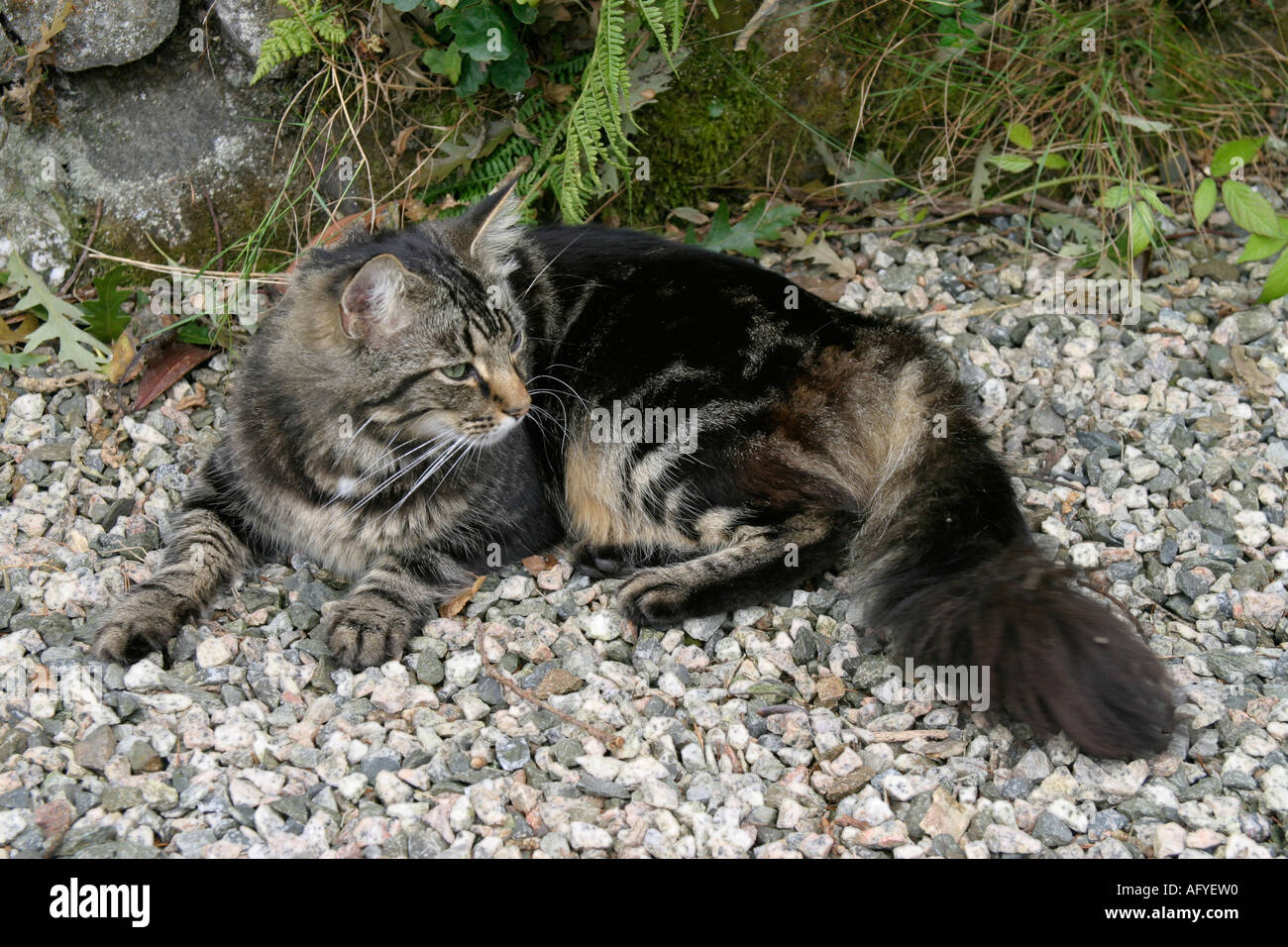 Stock Photo of a Large Tabby Cat Stock Photo - Alamy
