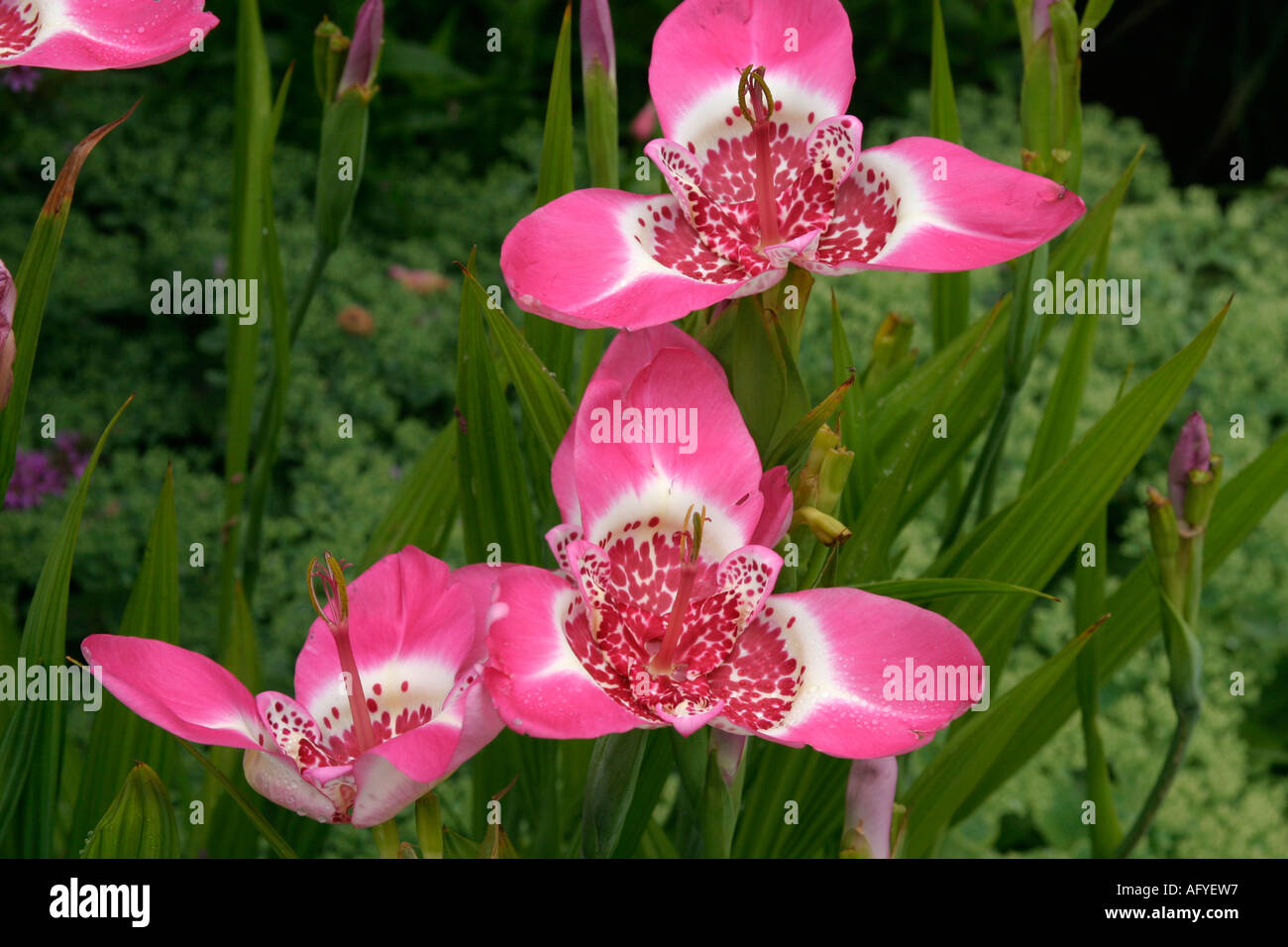 stock photo of tigridia pavonia alba peacock flower Stock Photo - Alamy