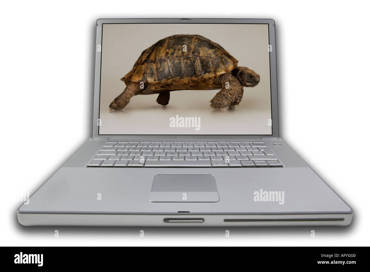 Tortoise on display hi-res stock photography and images - Alamy