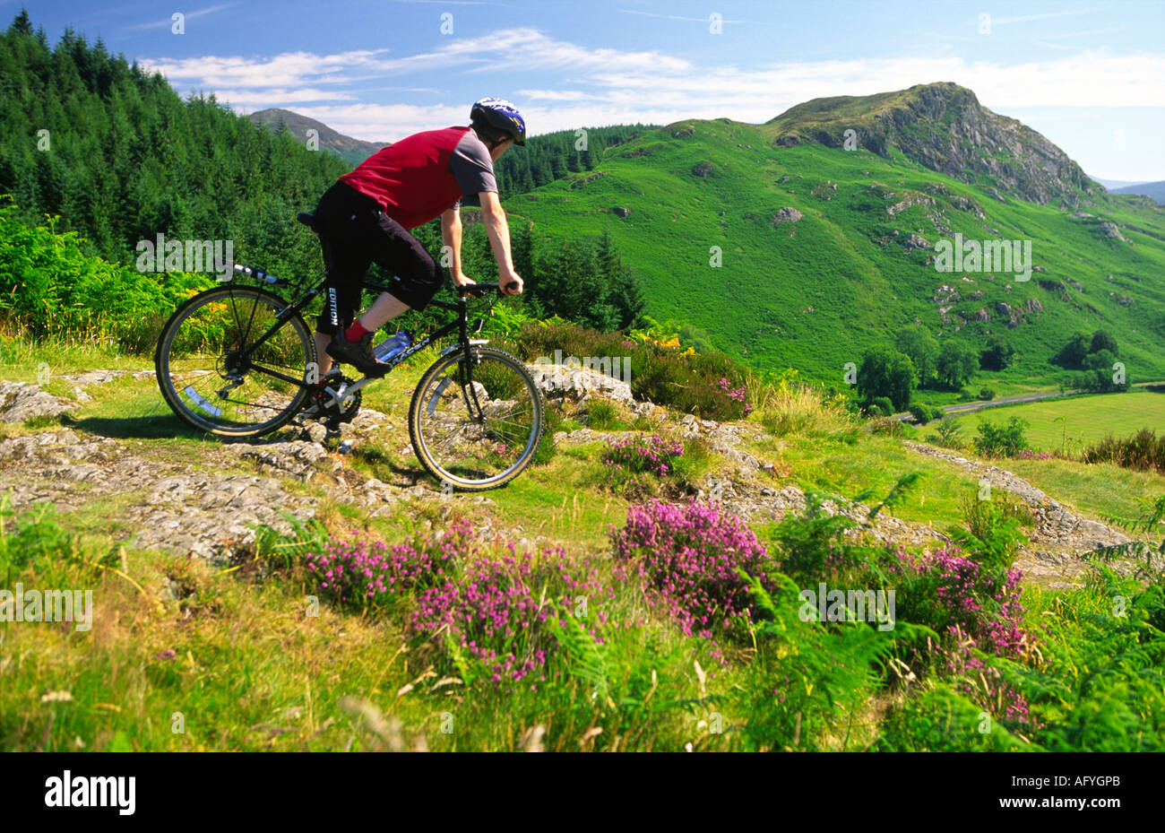 Galloway wild goat park hi-res stock photography and images - Alamy