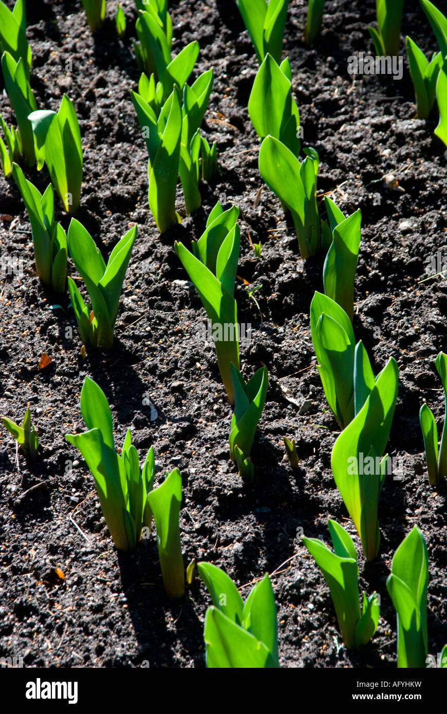 Young tulips pushing through the soil in spring Stock Photo - Alamy