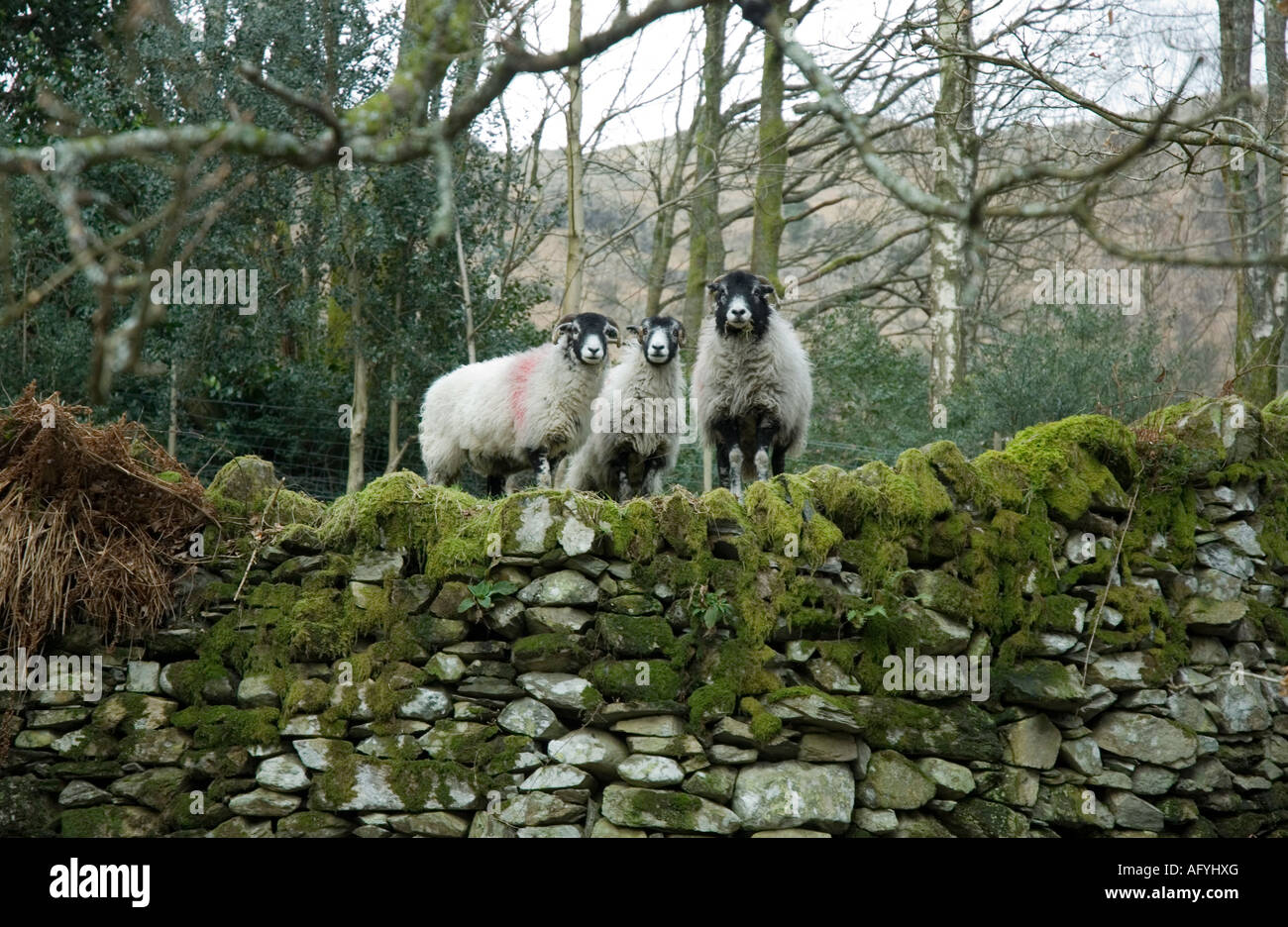 Black face sheep stone wall hi-res stock photography and images - Alamy